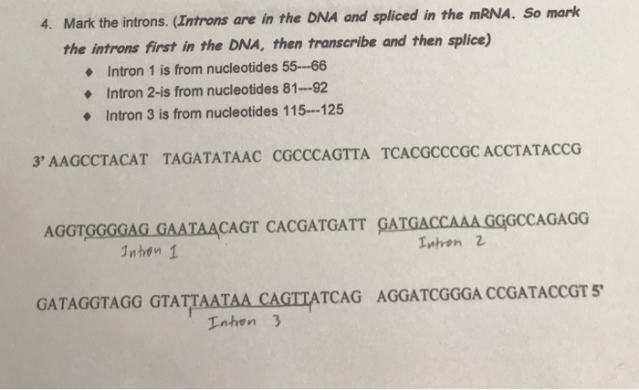 Solved 4. Mark the introns. (Introns are in the DNA and | Chegg.com