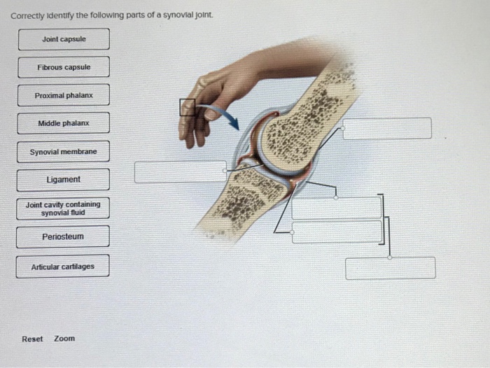 Correctly identify the following parts of a synovial | Chegg.com