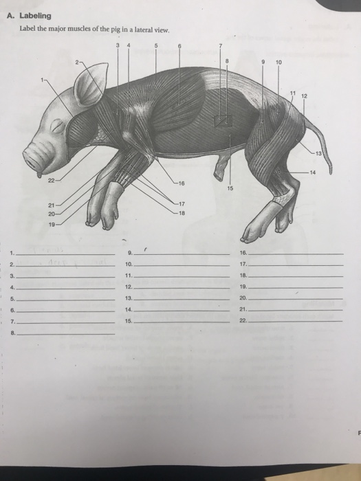 Solved a labeling label the major muscles of the pig in | Chegg.com
