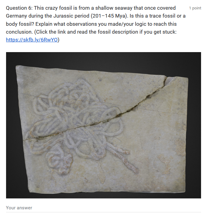 Solved Question 6: This crazy fossil is from a shallow | Chegg.com