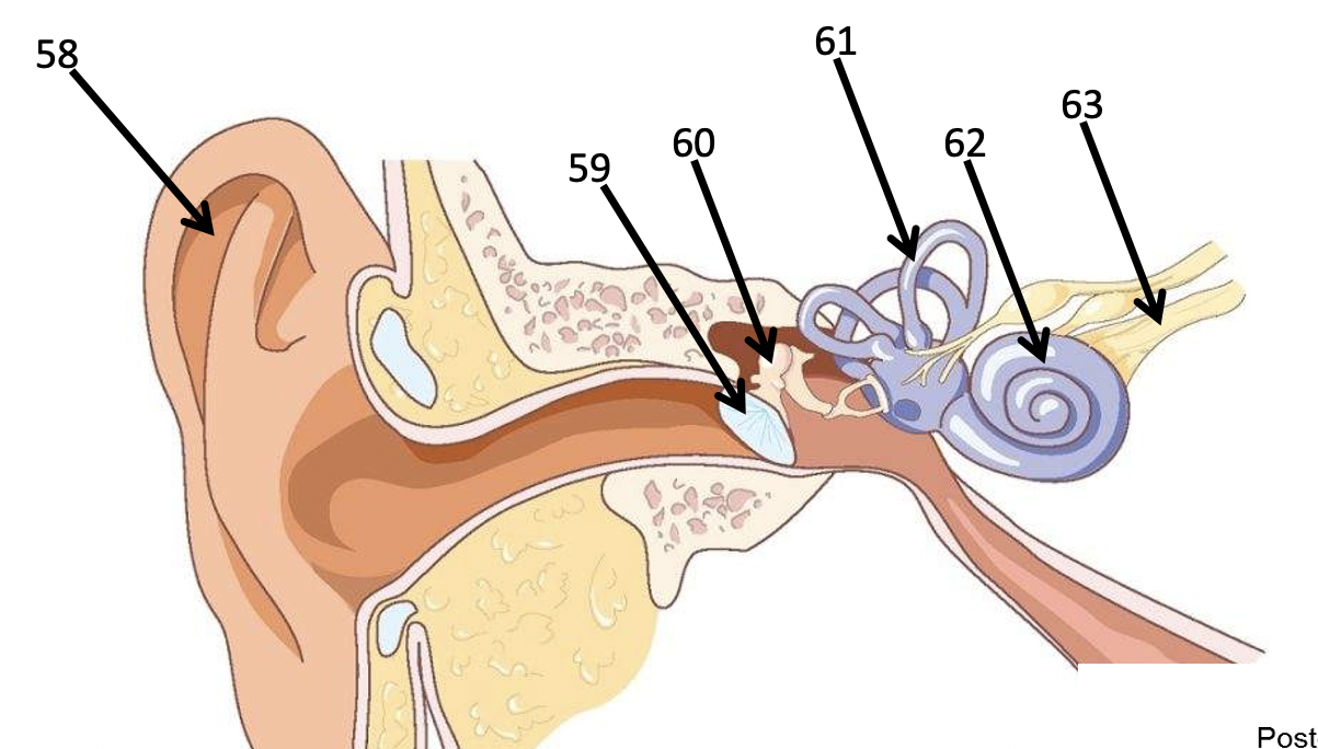 Solved Identify these structures in the ear... | Chegg.com