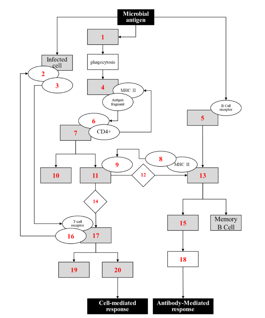 Solved Adaptive Immune System Hierarchical Flow Chart A | Chegg.com