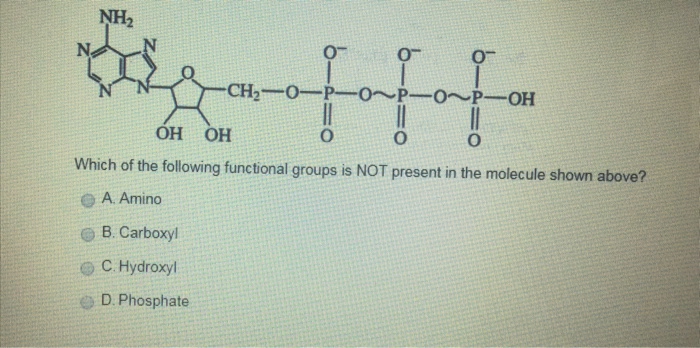 Solved NH2 OH OH Which of the following functional groups is | Chegg.com