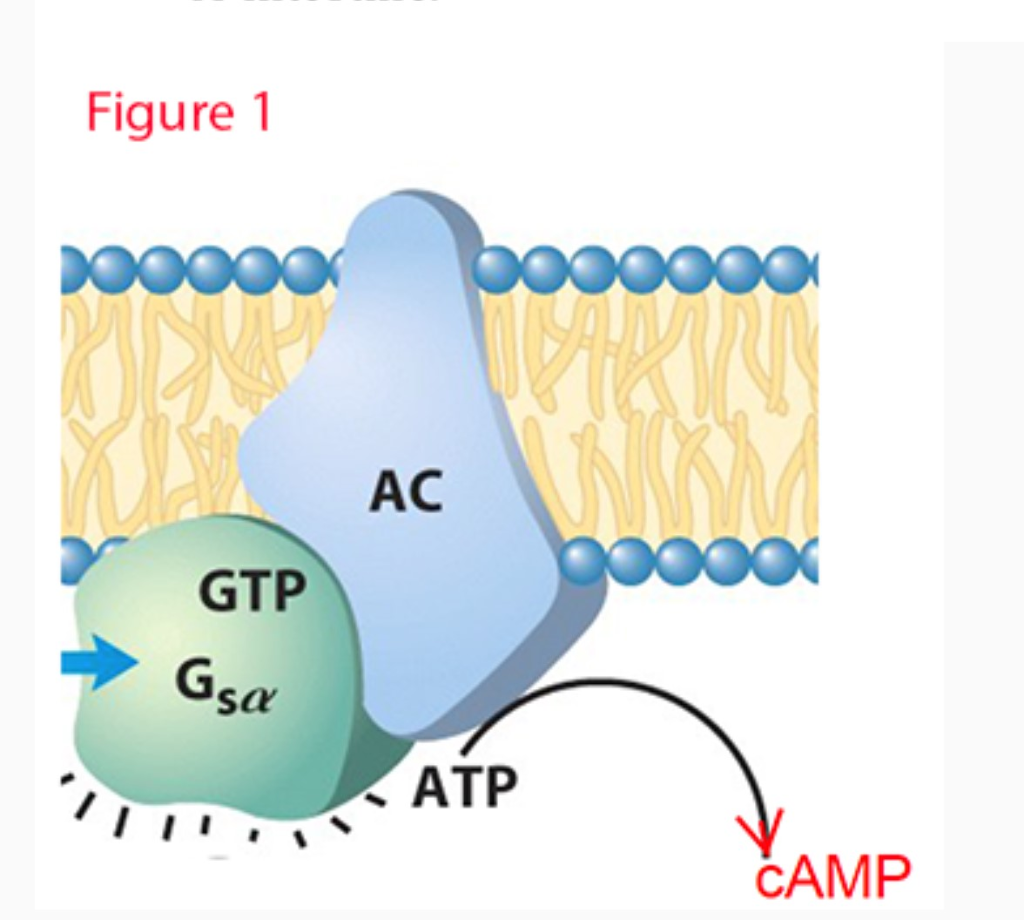 Solved Figure 1 OX GTP Gua CAMP Figure 2 Na+ | Chegg.com