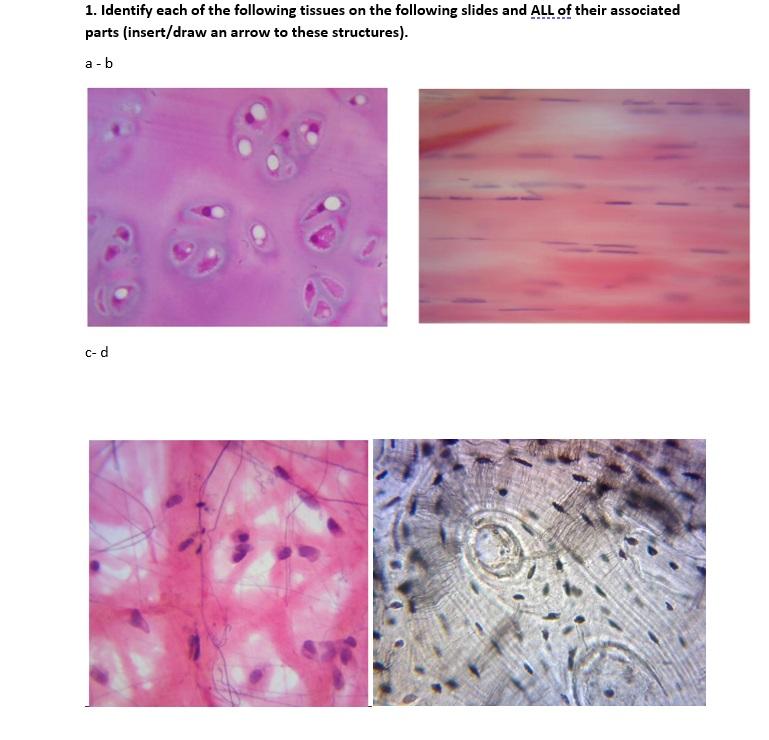 Solved 1. Identify each of the following tissues on the | Chegg.com