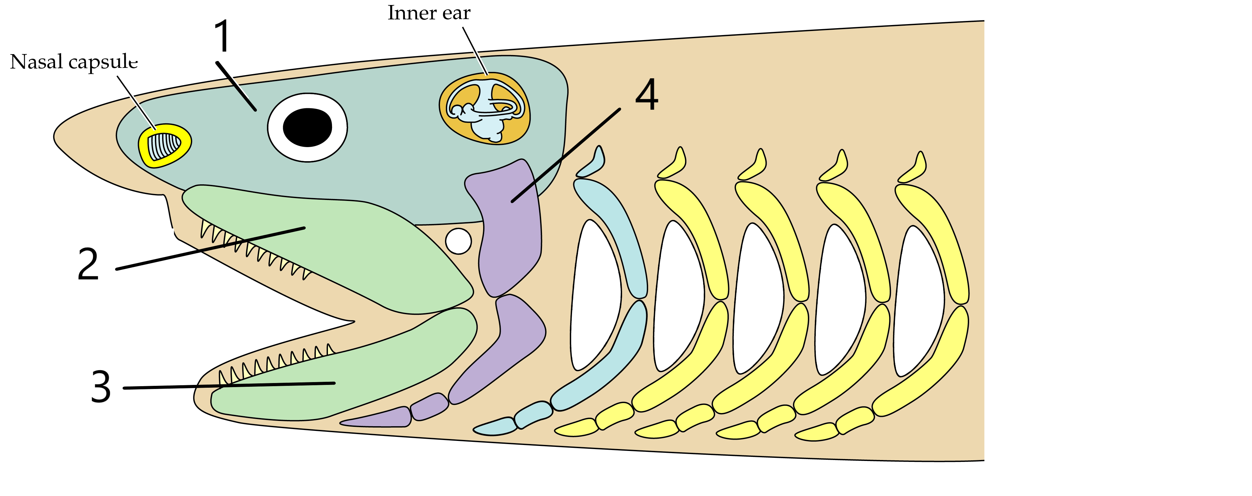 Solved Label the features 1-4 | Chegg.com