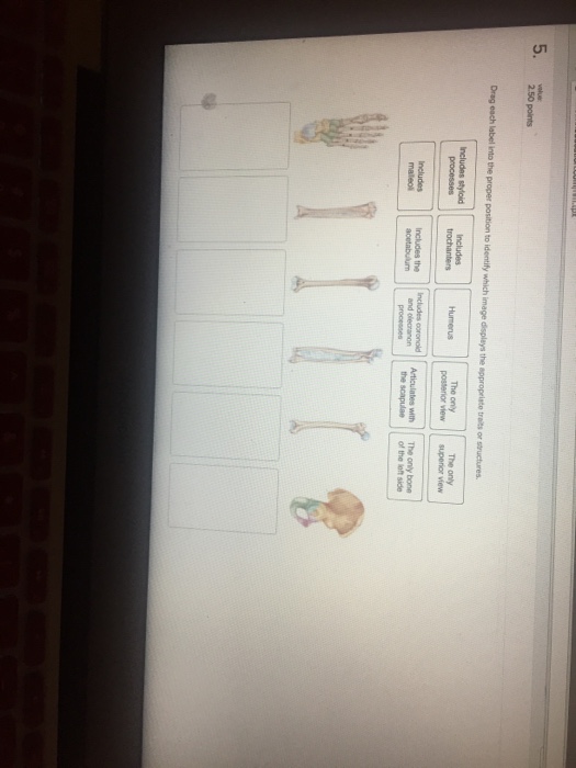 Solved Drag each label into the proper position to identify | Chegg.com