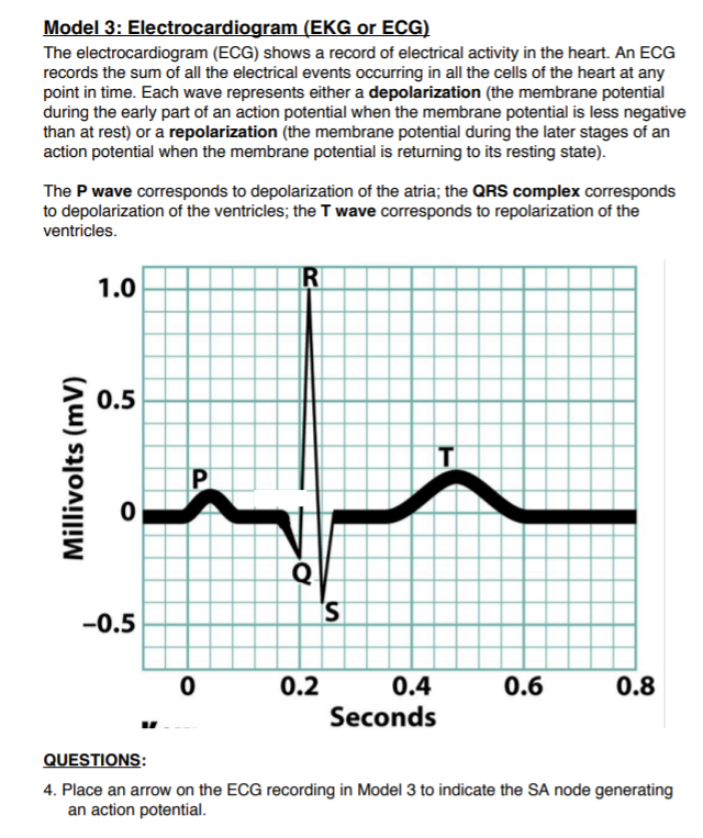 Solved Model 3: Electrocardiogram (EKG or ECG) The | Chegg.com