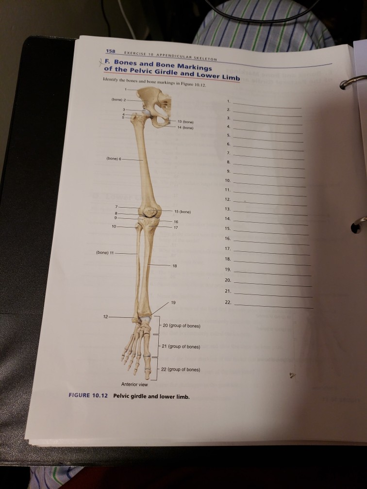 Solved 158 EXERCISE T10 APPENDICULAR SKELETON F. Bones and | Chegg.com