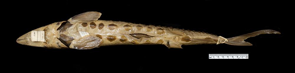 Solved DirectionsTo begin, examine the general | Chegg.com