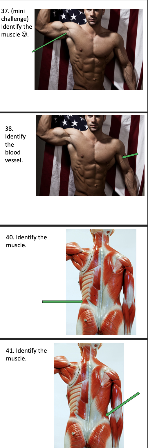 Solved 37. (mini challenge) Identify the muscle . 38. | Chegg.com