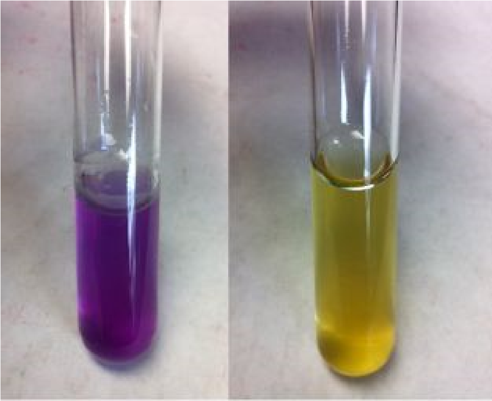 Lysine Decarboxylase Test