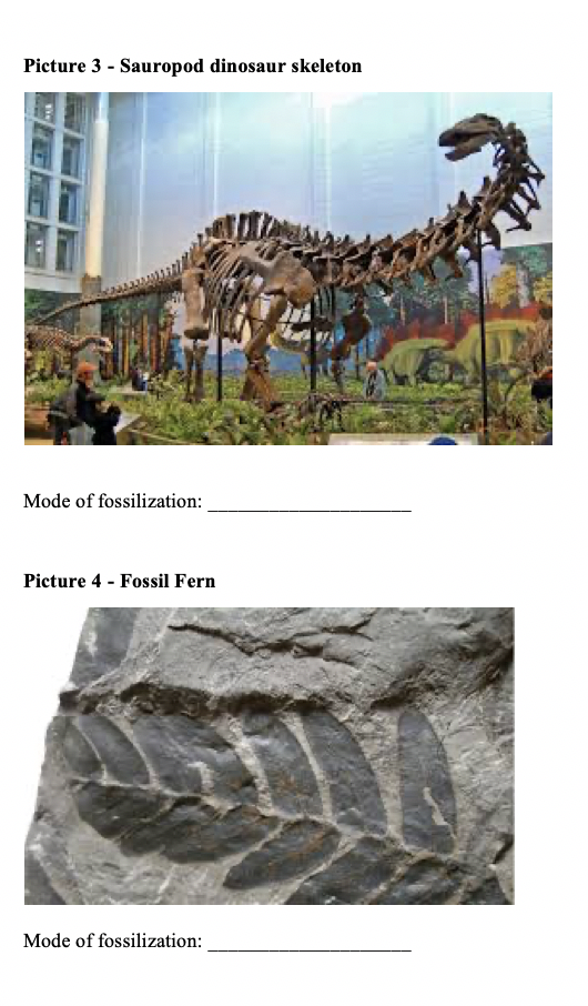Solved Modes of Fossilization Directions: Match the picture | Chegg.com