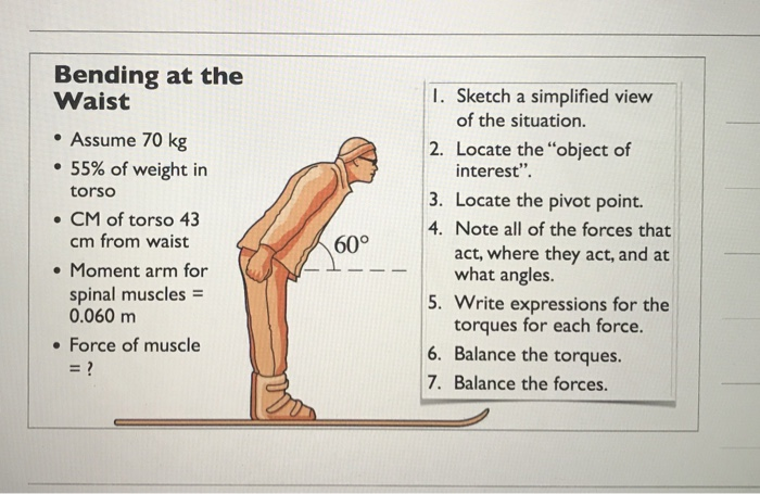 Solved Bending at the Waist I. Sketch a simplified view of | Chegg.com