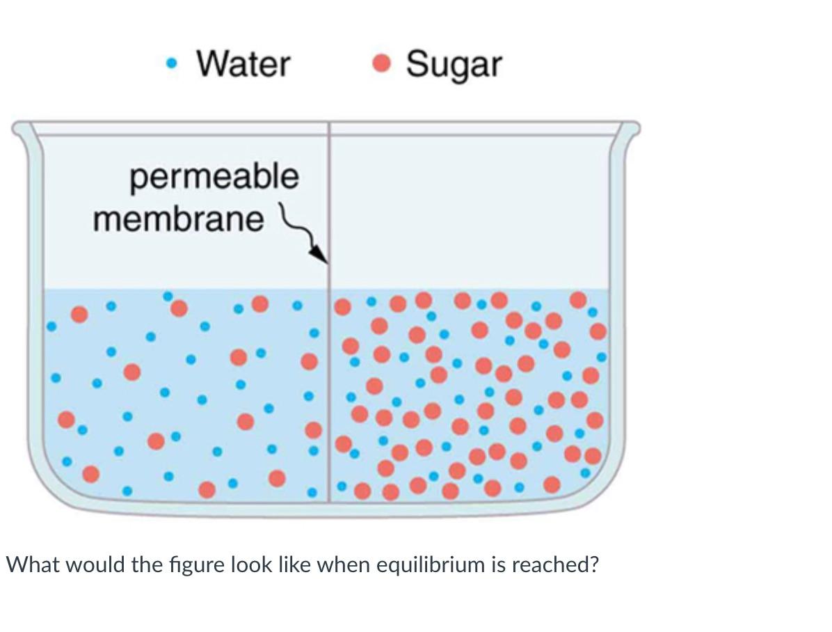 Solved Water Sugar permeable membrane What would the figure | Chegg.com