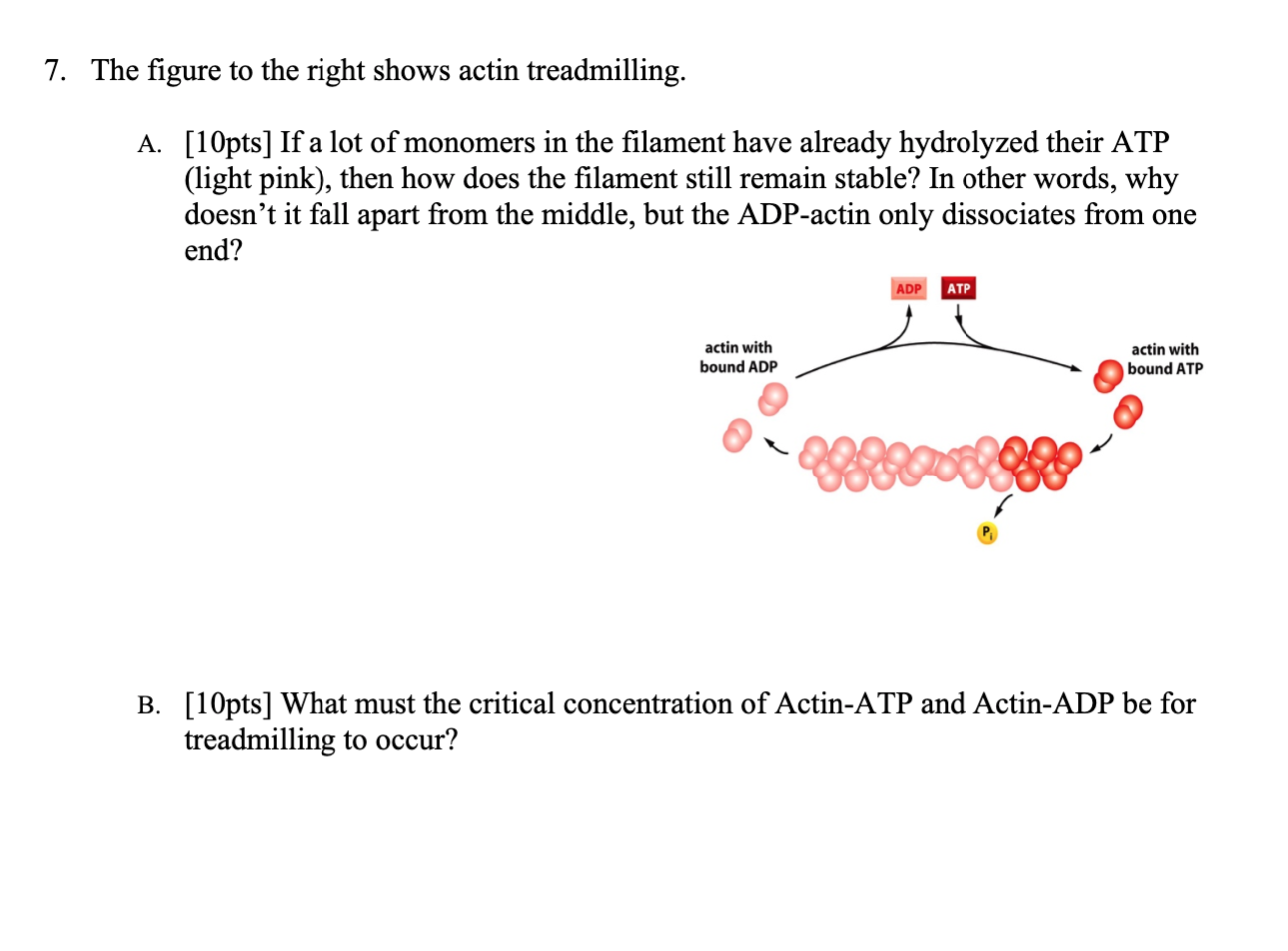 Solved 7. The figure to the right shows actin treadmilling. | Chegg.com