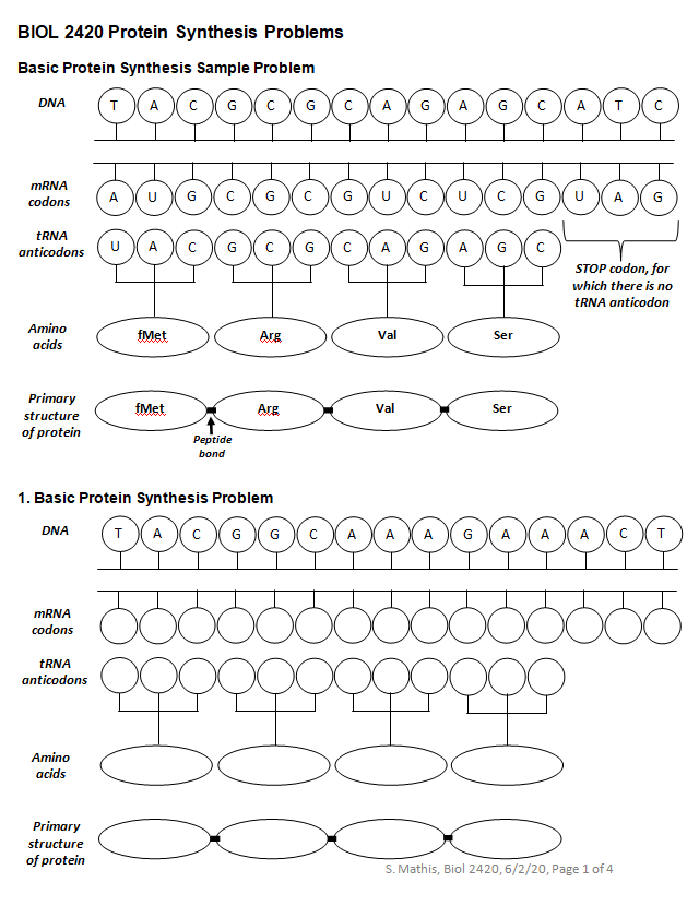 Solved 2. Protein Synthesis Problem with Mutations (same | Chegg.com