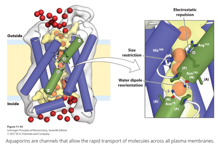 Solved Question 1a. What is a symport and what is an | Chegg.com