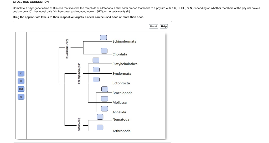 Solved EVOLUTION CONNECTION Complete a phylogenetic tree of | Chegg.com