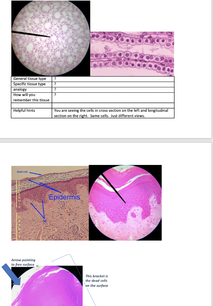 Solved General tissue type Specific tissue type analogy How | Chegg.com