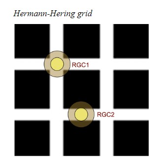 Solved we see phantom dots in the Hermann-hering grid due to | Chegg.com