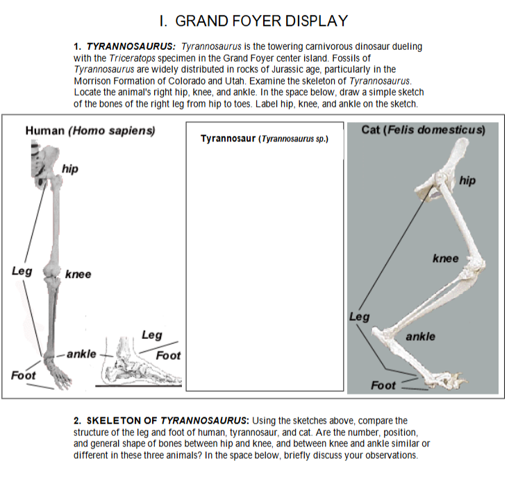 Solved 2. ﻿SKELETON OF TYRANNOSAURUS: Using the sketches | Chegg.com
