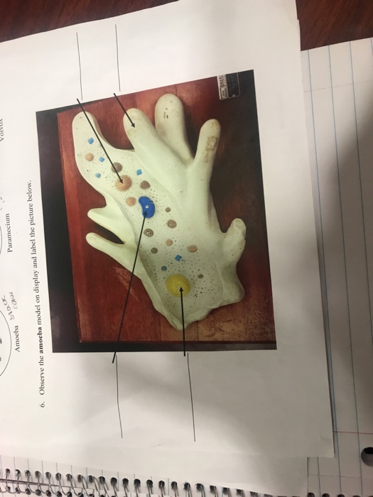 Solved 6. Observe the amoeba model on display and label the | Chegg.com