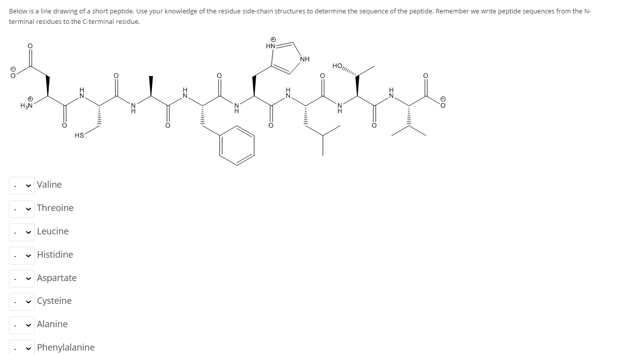 Solved Below is a line drawing of a short peptide. Use your | Chegg.com