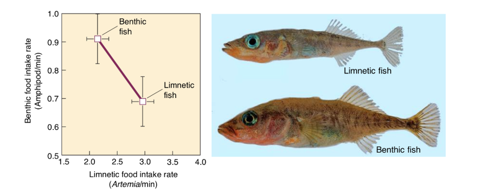 Solved The three-spine stickleback (Gasterosteus spp.) are | Chegg.com