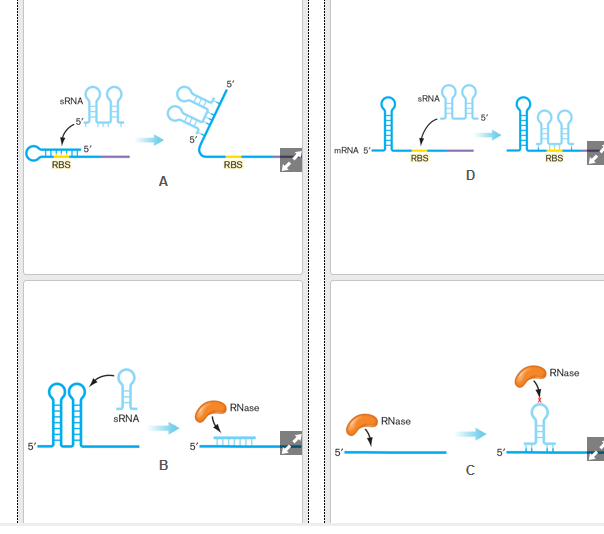 Solved SRNA 5 mRNA 5' RBS RBS RBS RBS RNase RNase RNase SRNA | Chegg.com