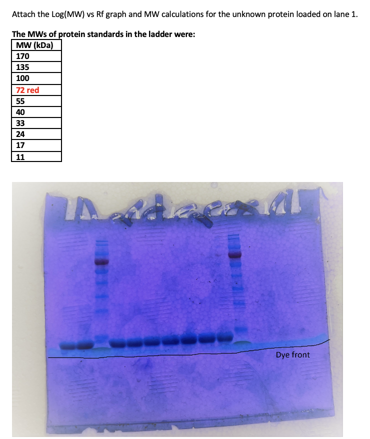 Solved Find log(MW) ﻿vs Rf graph and find MW for unknown | Chegg.com