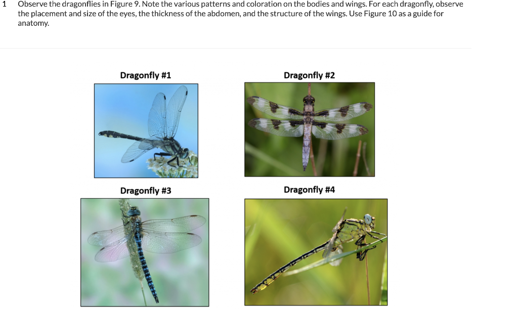1 ﻿Observe the dragonflies in Figure 9. ﻿Note the | Chegg.com