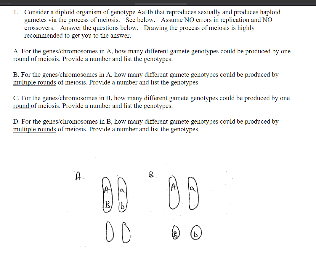 Solved Consider a diploid organism of genotype AaBb that | Chegg.com