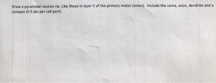 Solved Draw a pyramidal neuron (ie. Like those in layer V of | Chegg.com