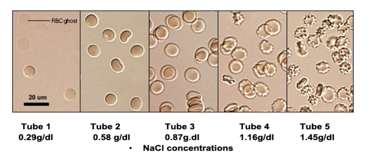 Tube no. CONTENTS Molarity* of NaCl solution (M) | Chegg.com