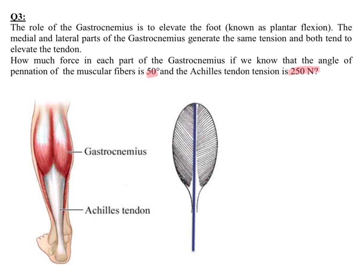 Medial Gastrocnemius