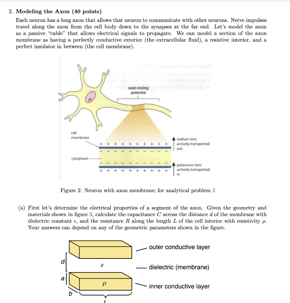 Each neuron has a long axon that allows that neuron | Chegg.com