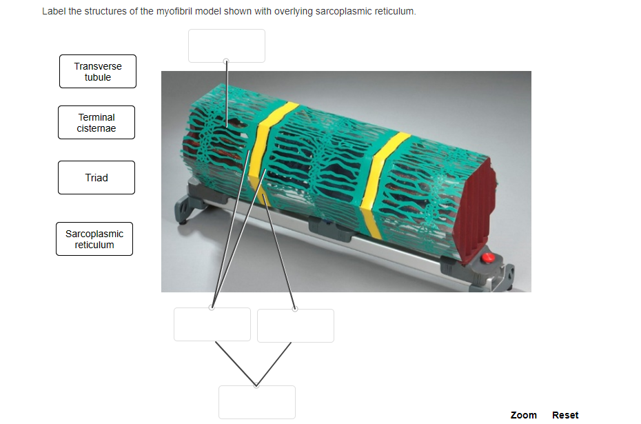 Solved Label the structures of the myofibril model shown | Chegg.com