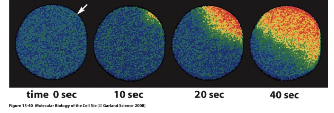 Solved The following signaling event results in a rapid | Chegg.com