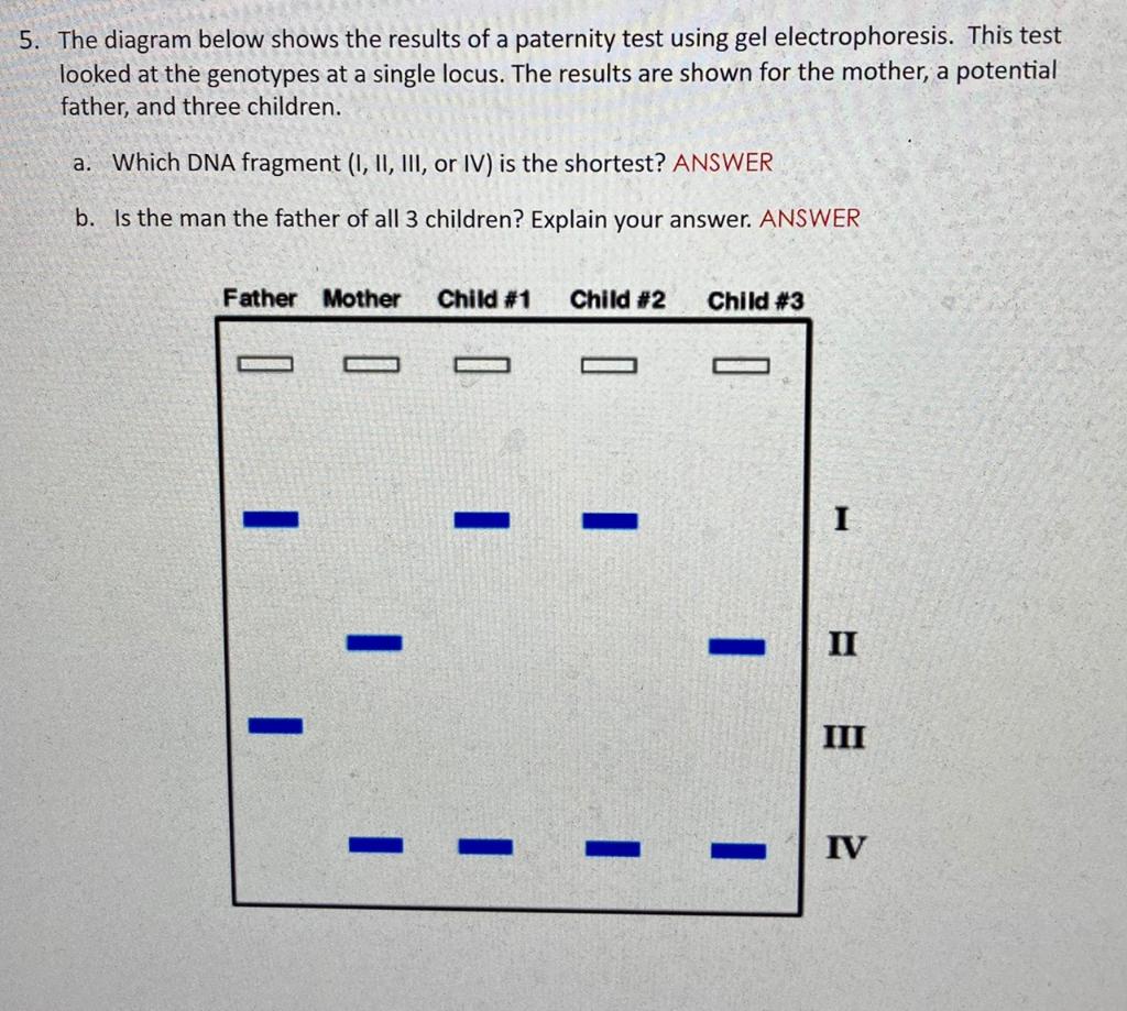 Solved 5. The diagram below shows the results of a paternity | Chegg.com