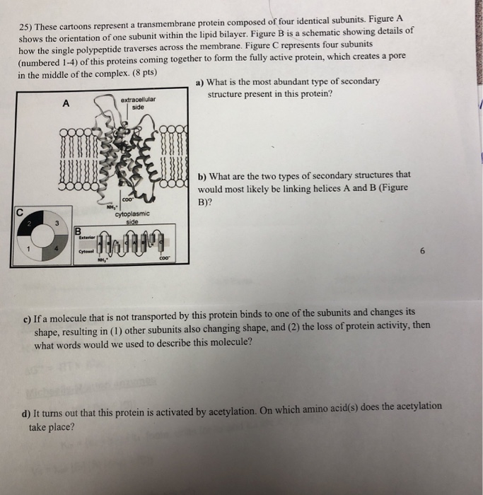 Solved cartoons represent a transmembrane protein composed | Chegg.com