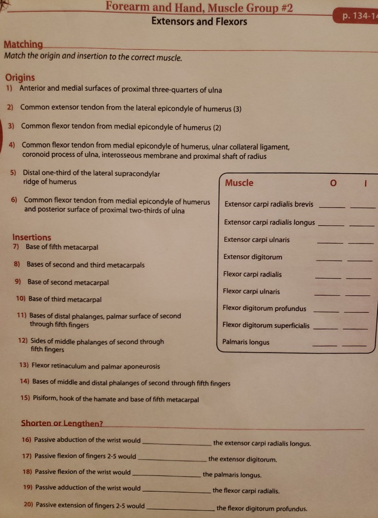 Solved Forearm and Hand, Muscle Group #2 Extensors and | Chegg.com