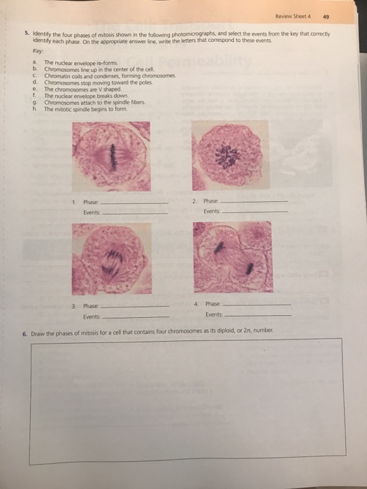 Solved Instructors may assign a portion of the Review Sheet | Chegg.com