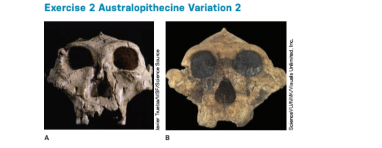 Question 1 ：Which of these mystery australopithecines | Chegg.com