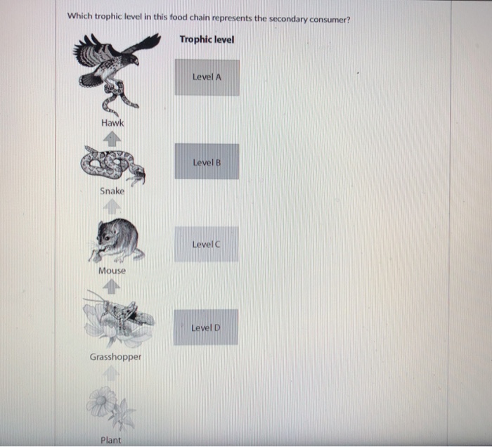 Solved Which trophic level in this food chain represents the | Chegg.com