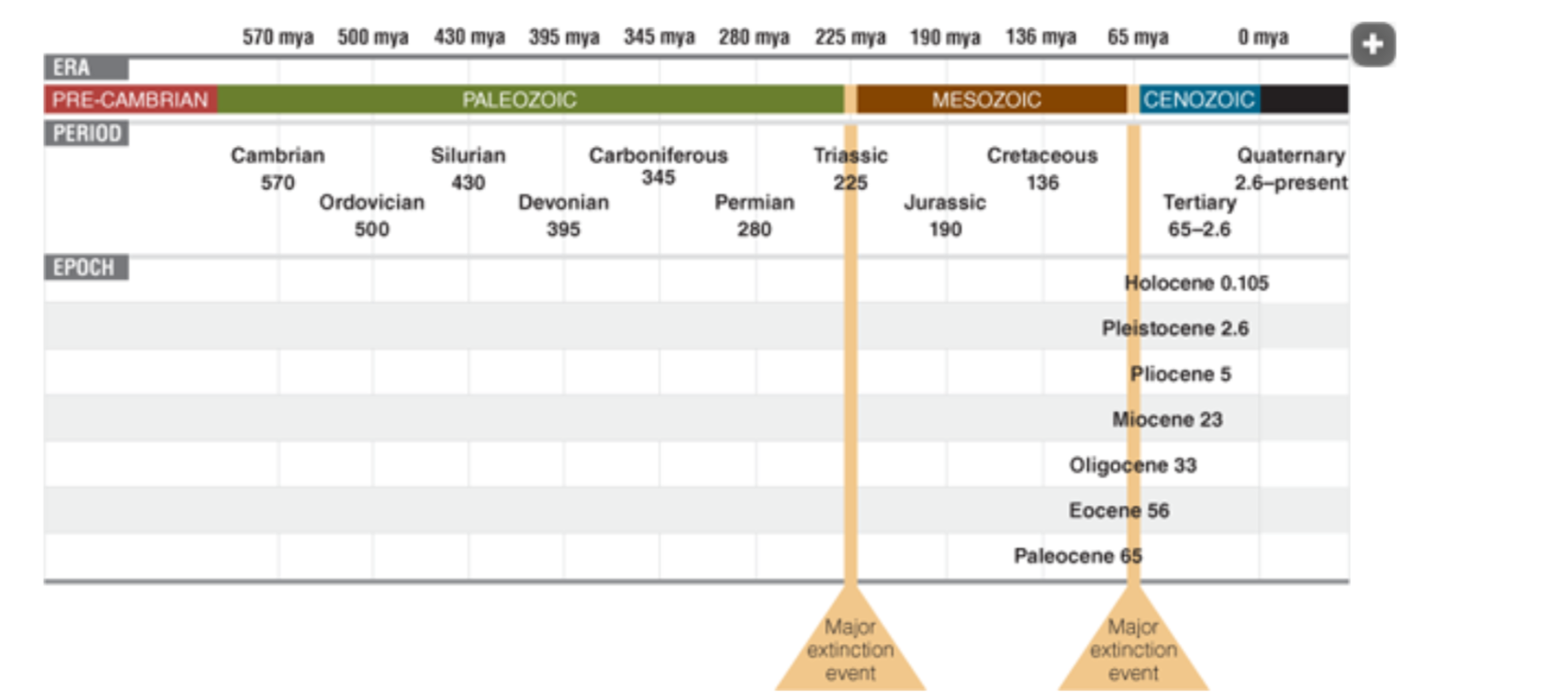 Solved 570 mya 500 mya 430 mya 395 mya 345 mya 280 mya 225 | Chegg.com
