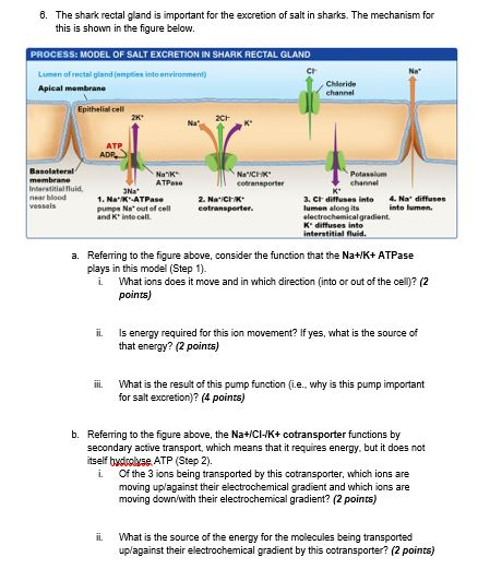 Solved 6. The shark rectal gland is important for the | Chegg.com