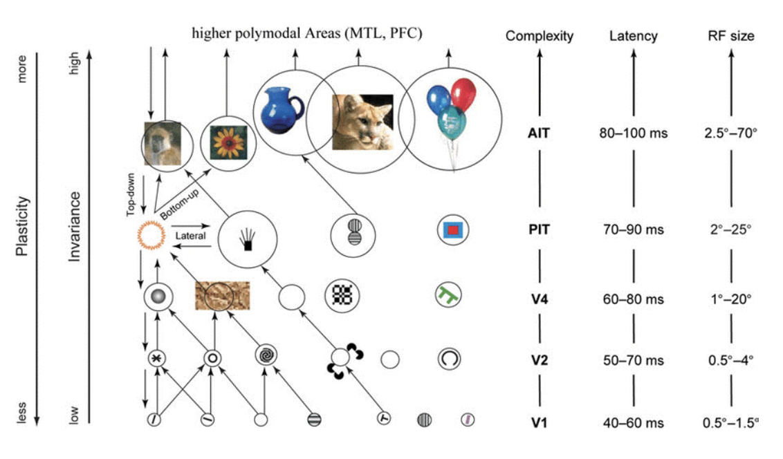 Solved NEUROSCIENCE OF PERCEPTION Neural processing of | Chegg.com