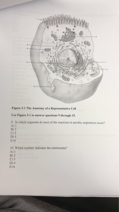 Solved Figure 3-1 The Anatomy of a Representative Cell Use | Chegg.com Solved Figure 3-1 The Anatomy of a Representative Cell Use | Chegg.com