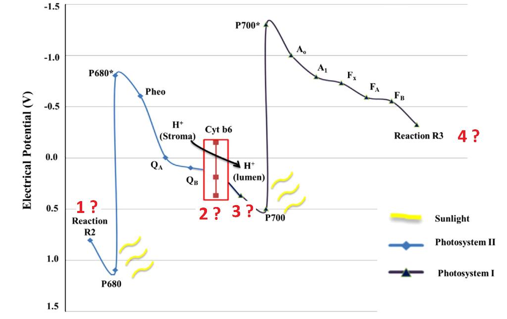 Solved -1.5 P700* A -1.0 A1 P680* F FA Pheo FB -0.5 H+ | Chegg.com